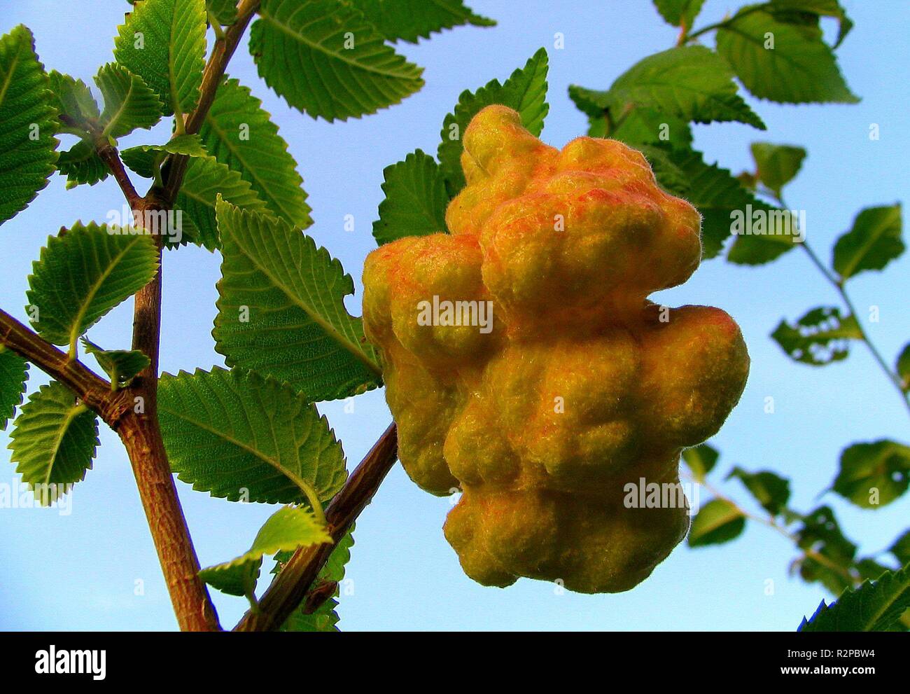Spin fruit hi-res stock photography and images - Alamy