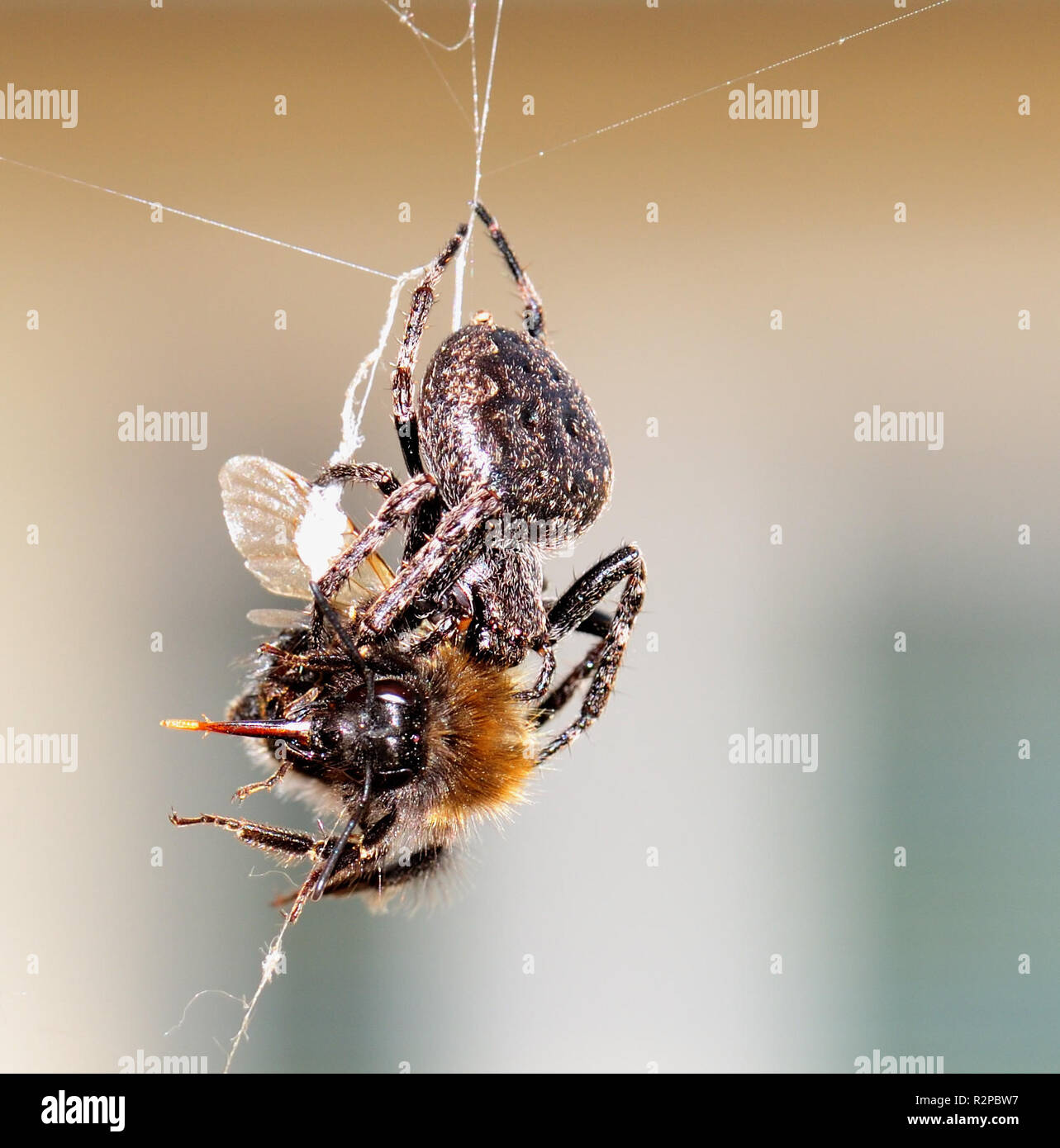 spider vs bee Stock Photo - Alamy