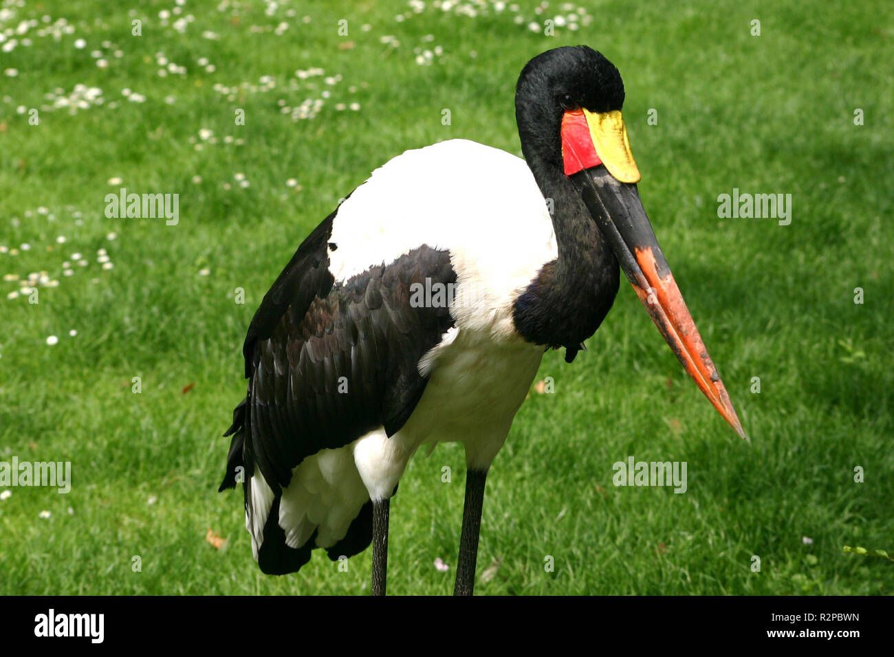 I Am Germany Stock Photo Alamy I Am Germany Stock Photo Alamy