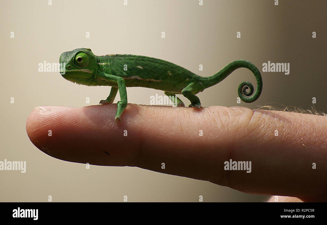 Little Chameleon