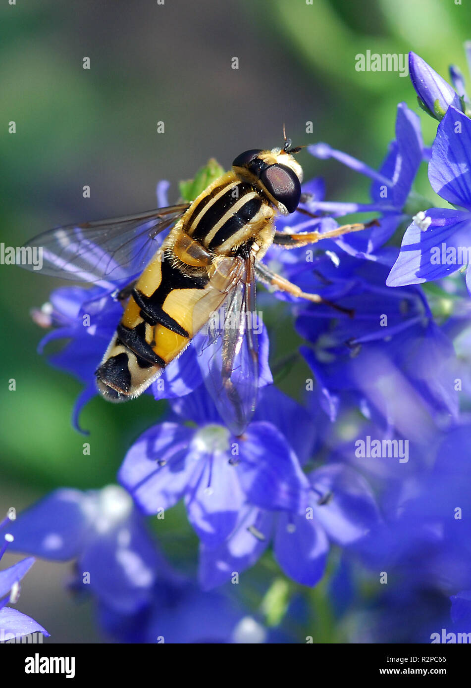 Maja bloom hi-res stock photography and images - Alamy