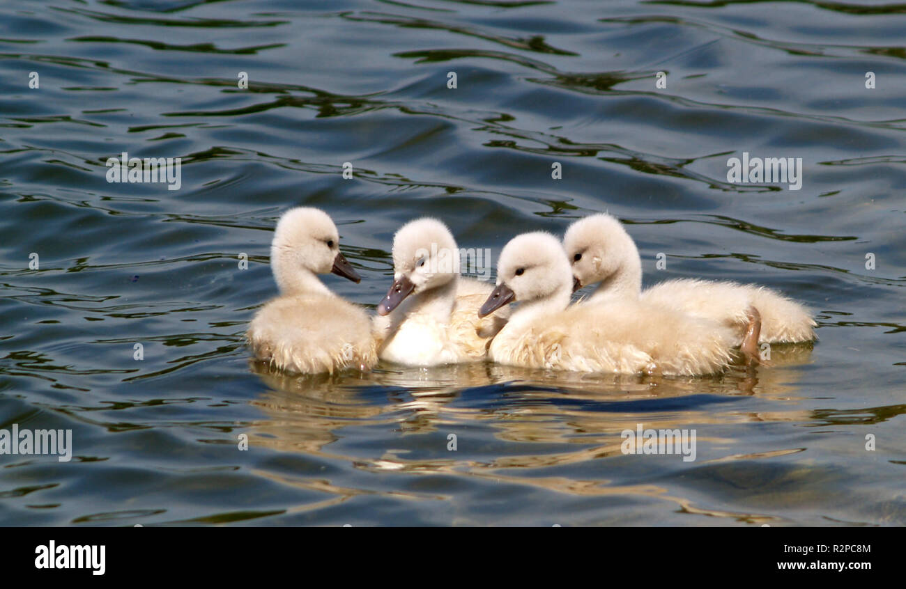 Grey ducklings hi-res stock photography and images - Alamy