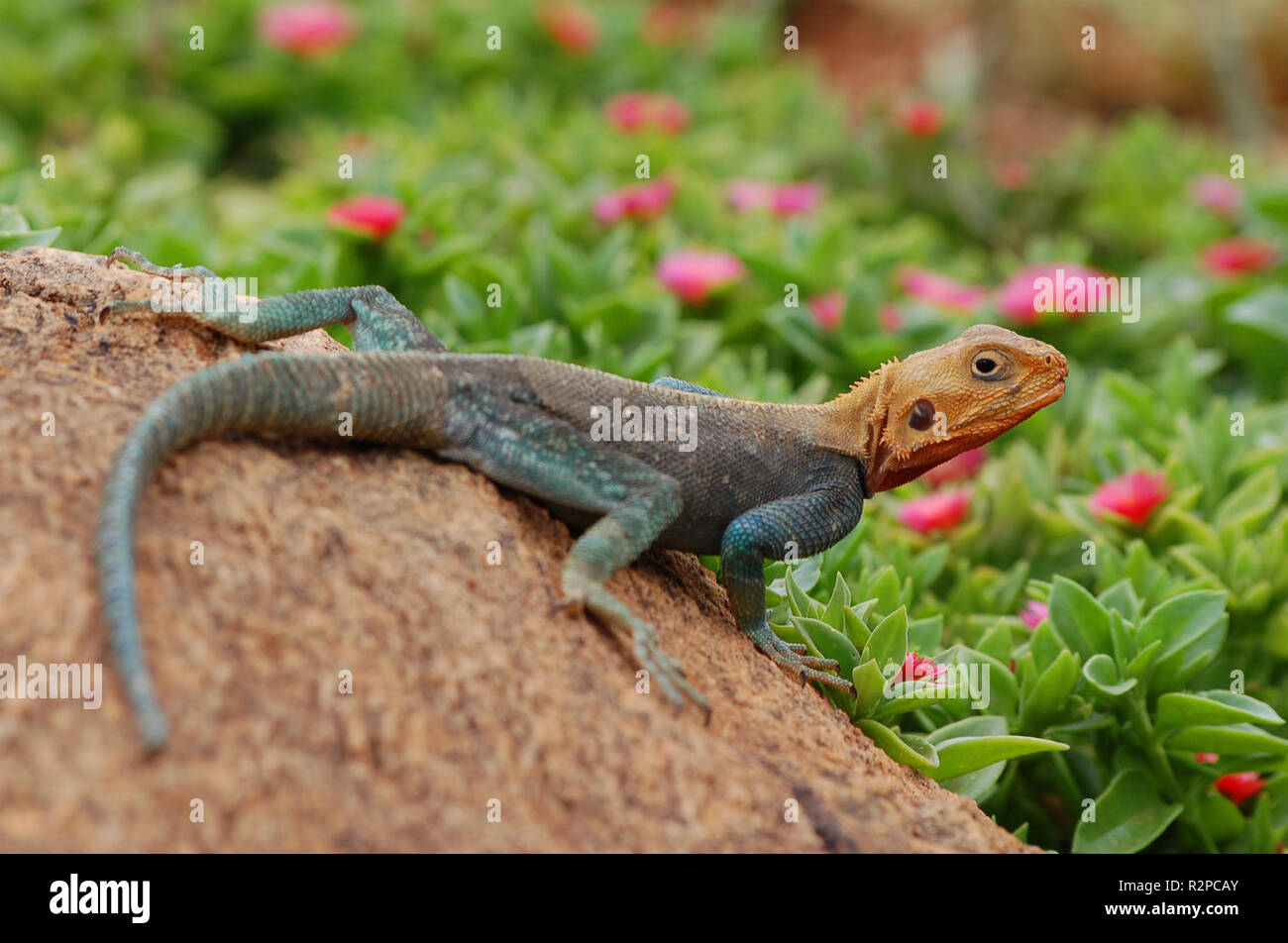 Africa agame hi-res stock photography and images - Alamy