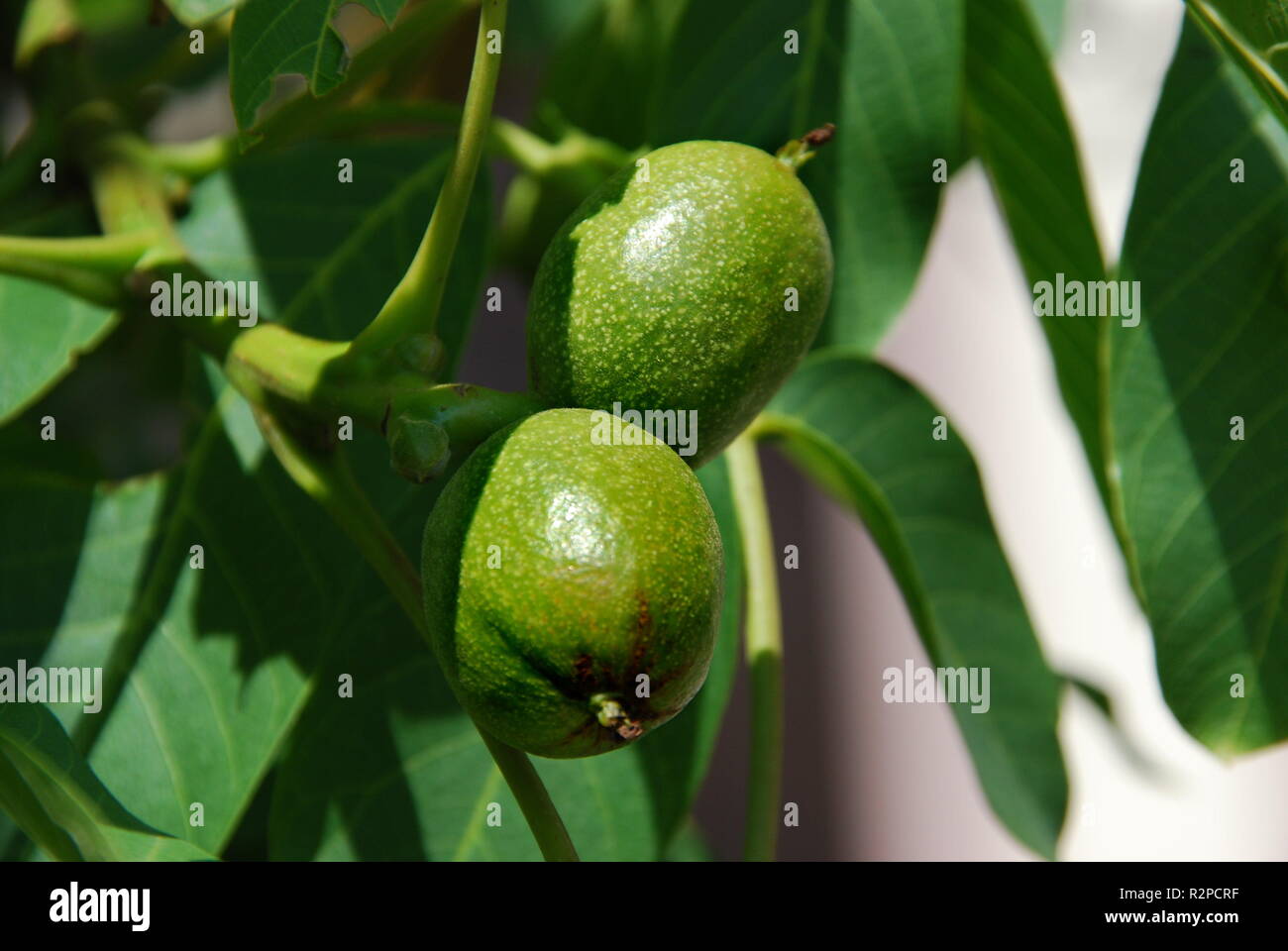 Walnut tree fruits hi-res stock photography and images - Alamy
