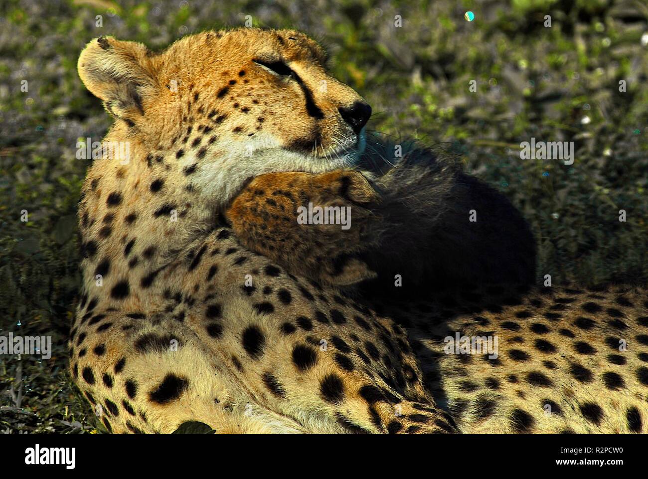cheetah and cub Stock Photo - Alamy