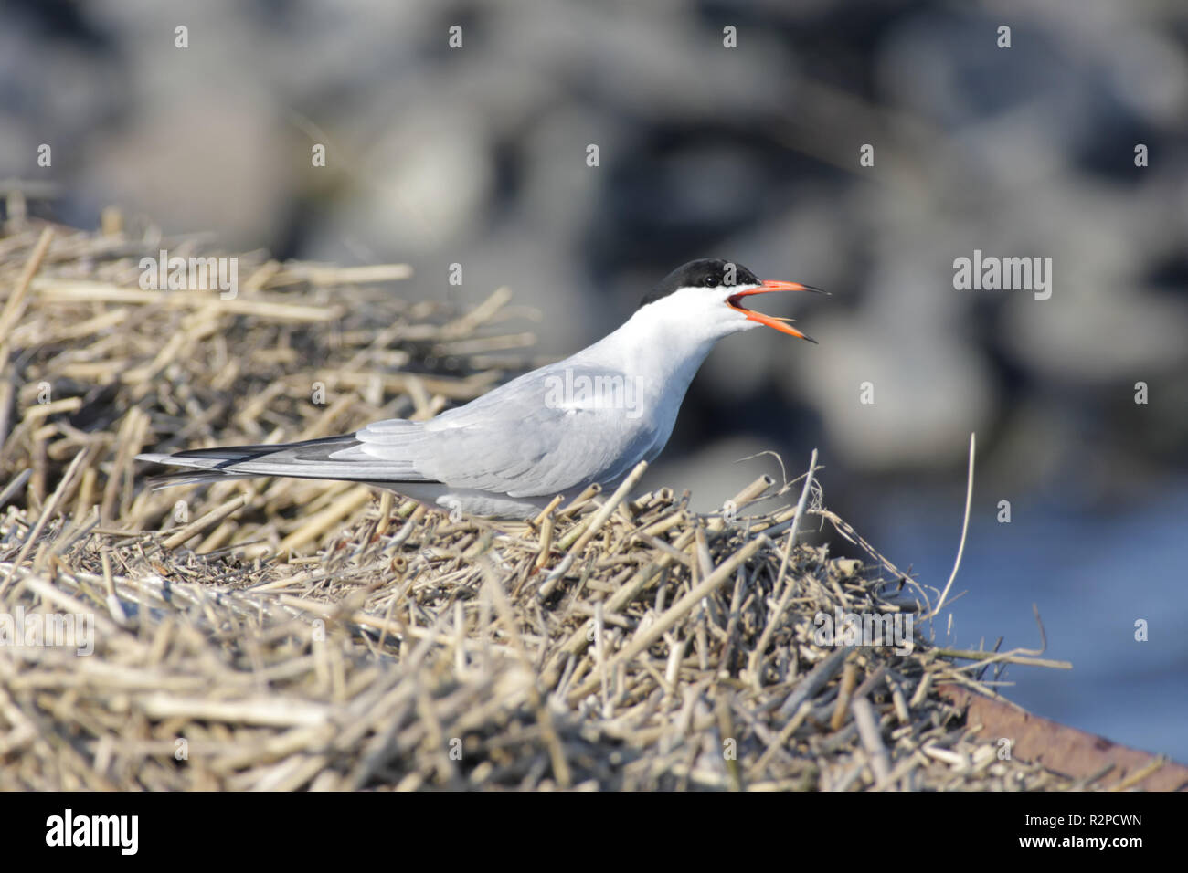 Gull call hi-res stock photography and images - Alamy