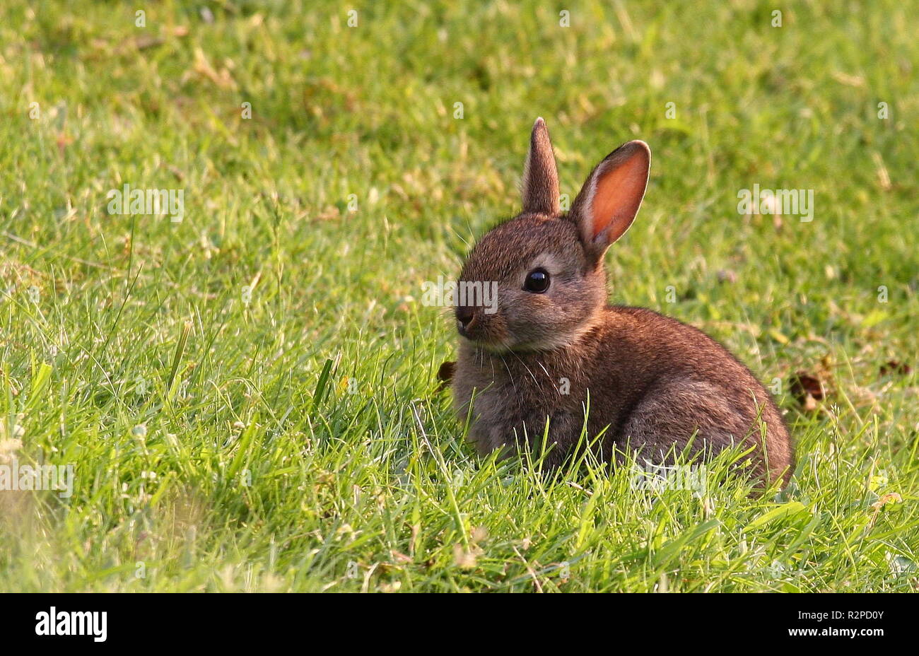 Lawn with rabbits hi-res stock photography and images - Alamy