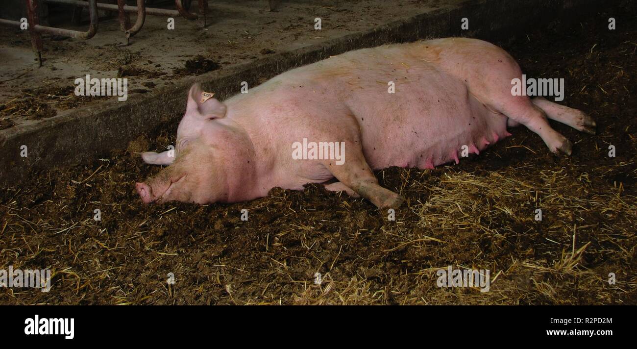 Stable litter hi-res stock photography and images - Alamy
