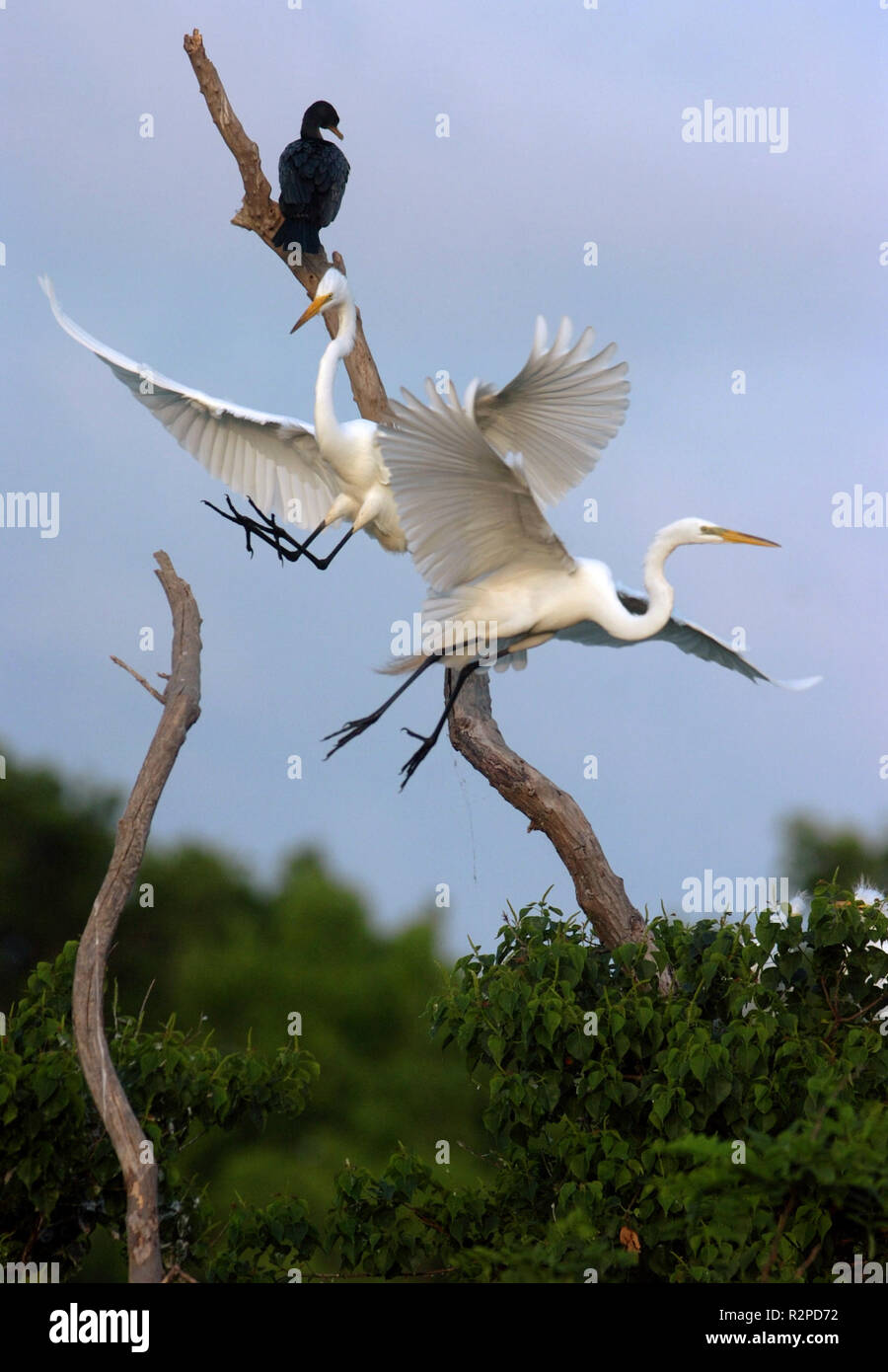 Texas coastal birds hi-res stock photography and images - Alamy