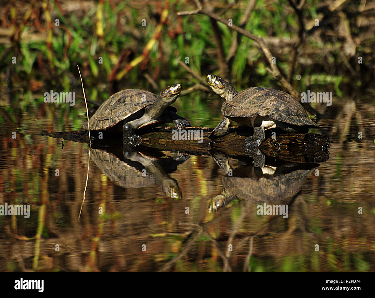 Turtle pair hi-res stock photography and images - Alamy