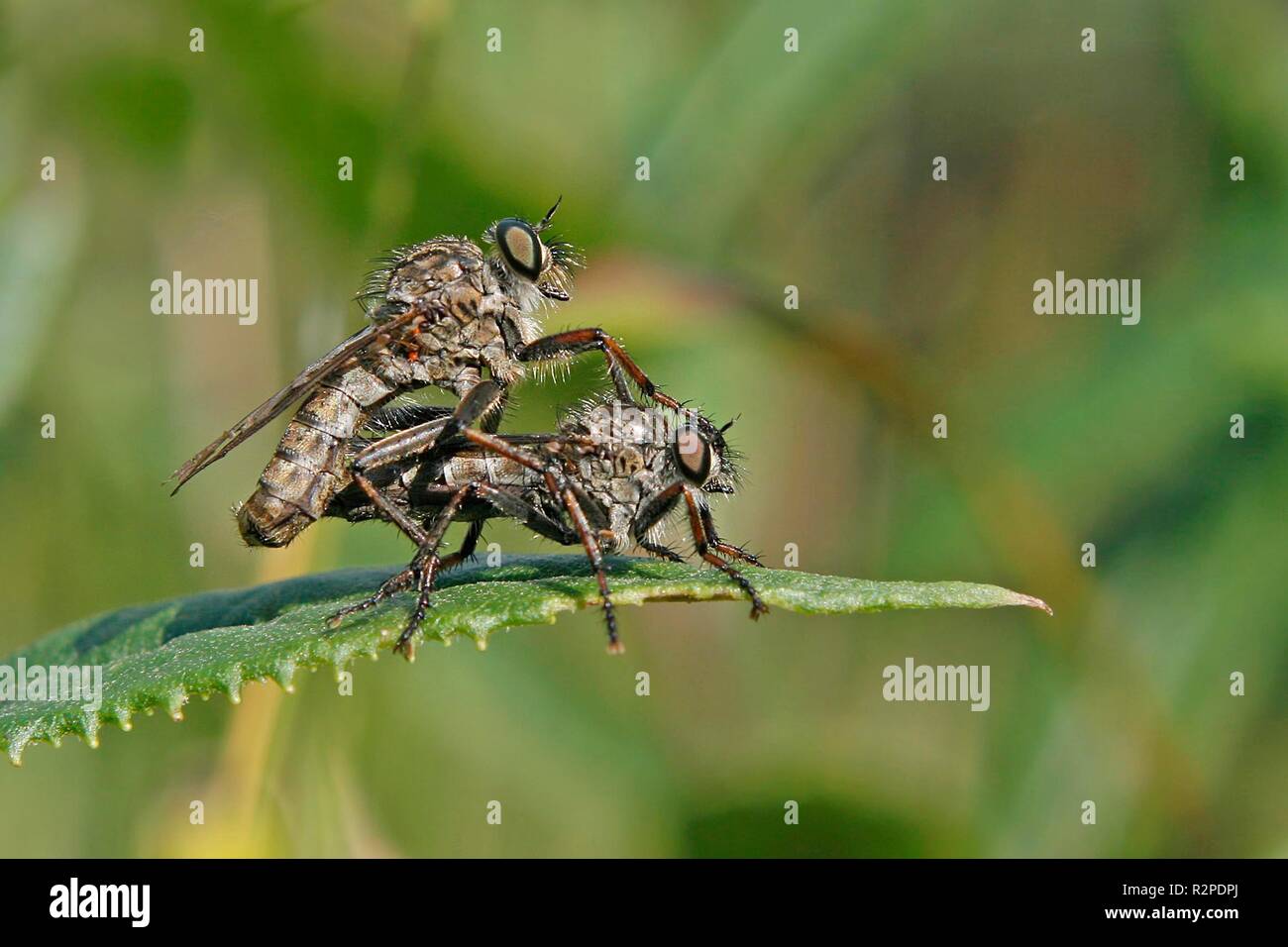 Asilidae eyes hi-res stock photography and images - Alamy