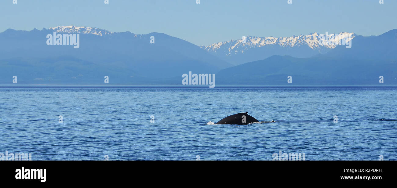 in the open sea Stock Photo - Alamy