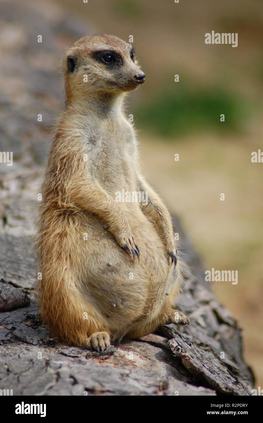 Pregnant belly africa hi-res stock photography and images - Alamy