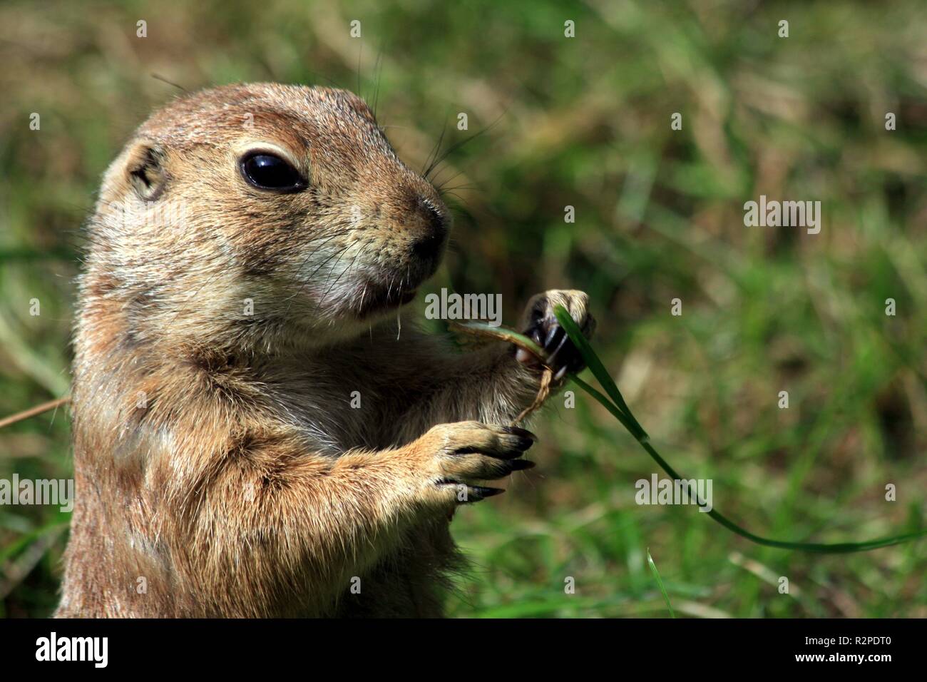 Pra rie hi-res stock photography and images - Alamy