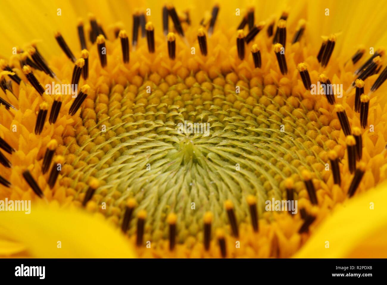 Sunflower blossom cross section hi-res stock photography and images - Alamy