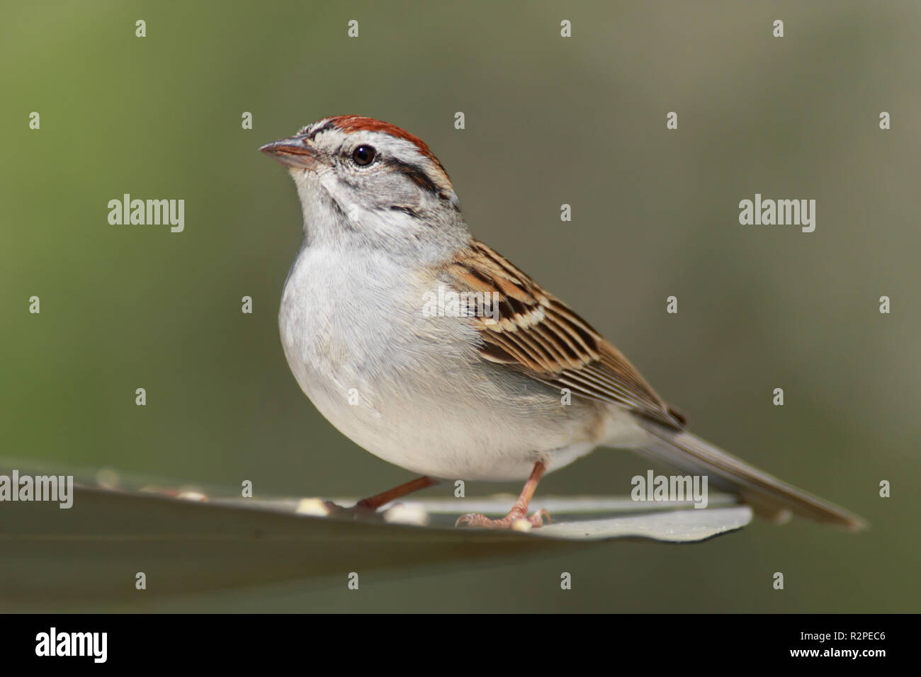 Passerine Wing Feathers High Resolution Stock Photography and Images ...
