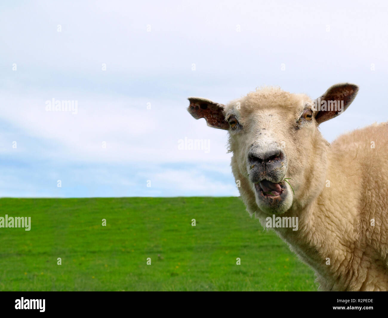 Sheep open mouth hi-res stock photography and images - Alamy