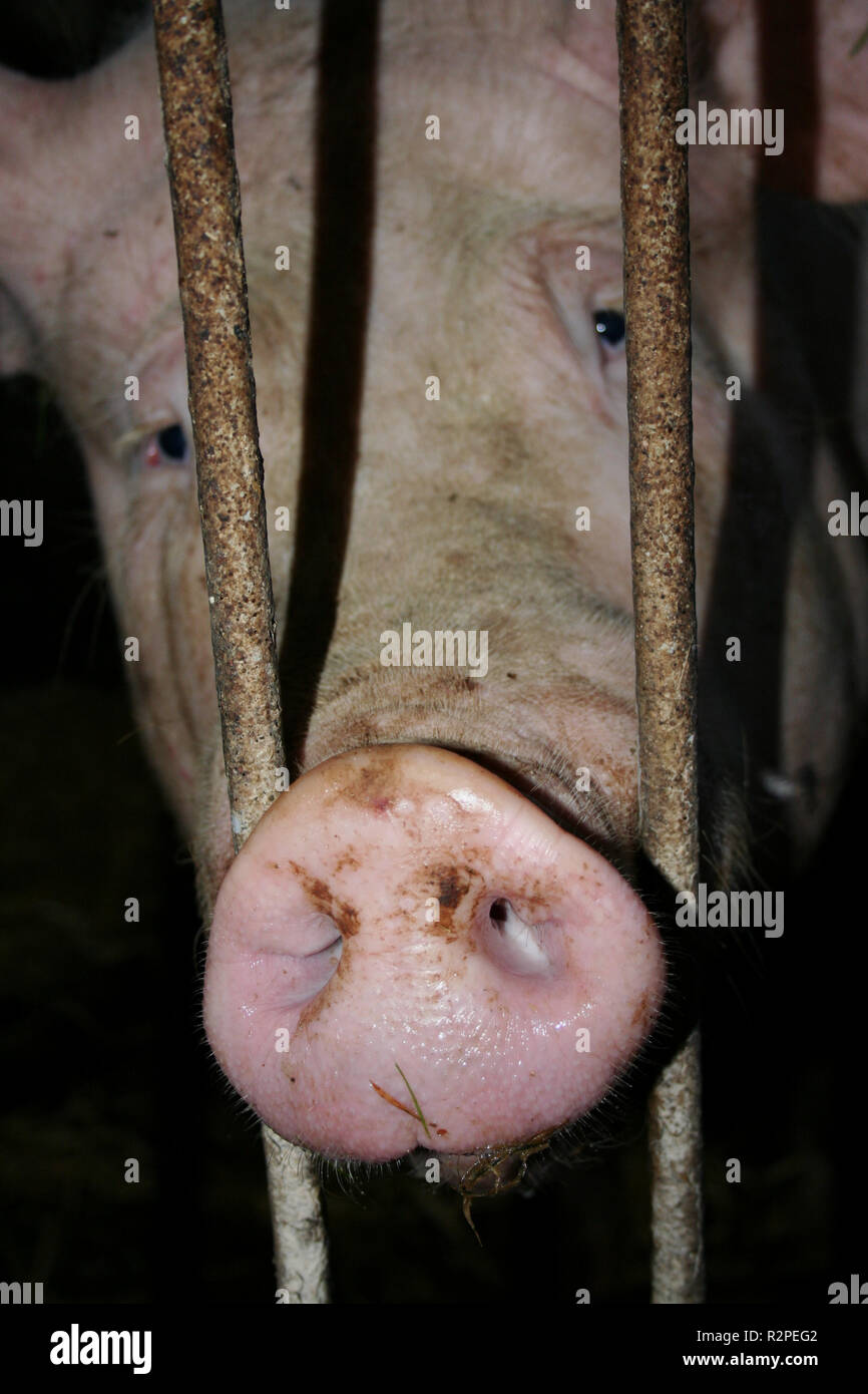 Pig behind bars hi-res stock photography and images - Alamy