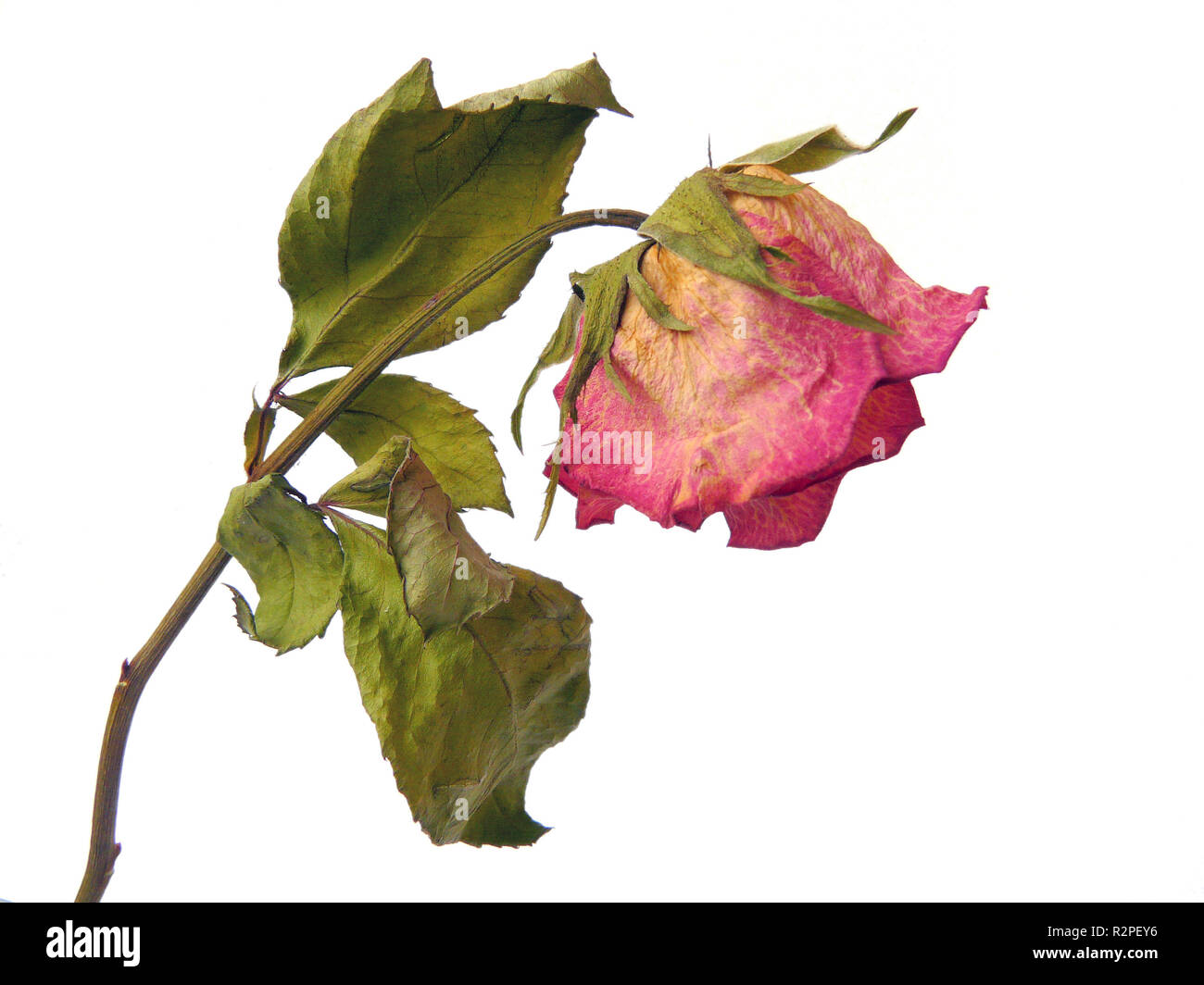 Lean rose Cut Out Stock Images & Pictures - Alamy