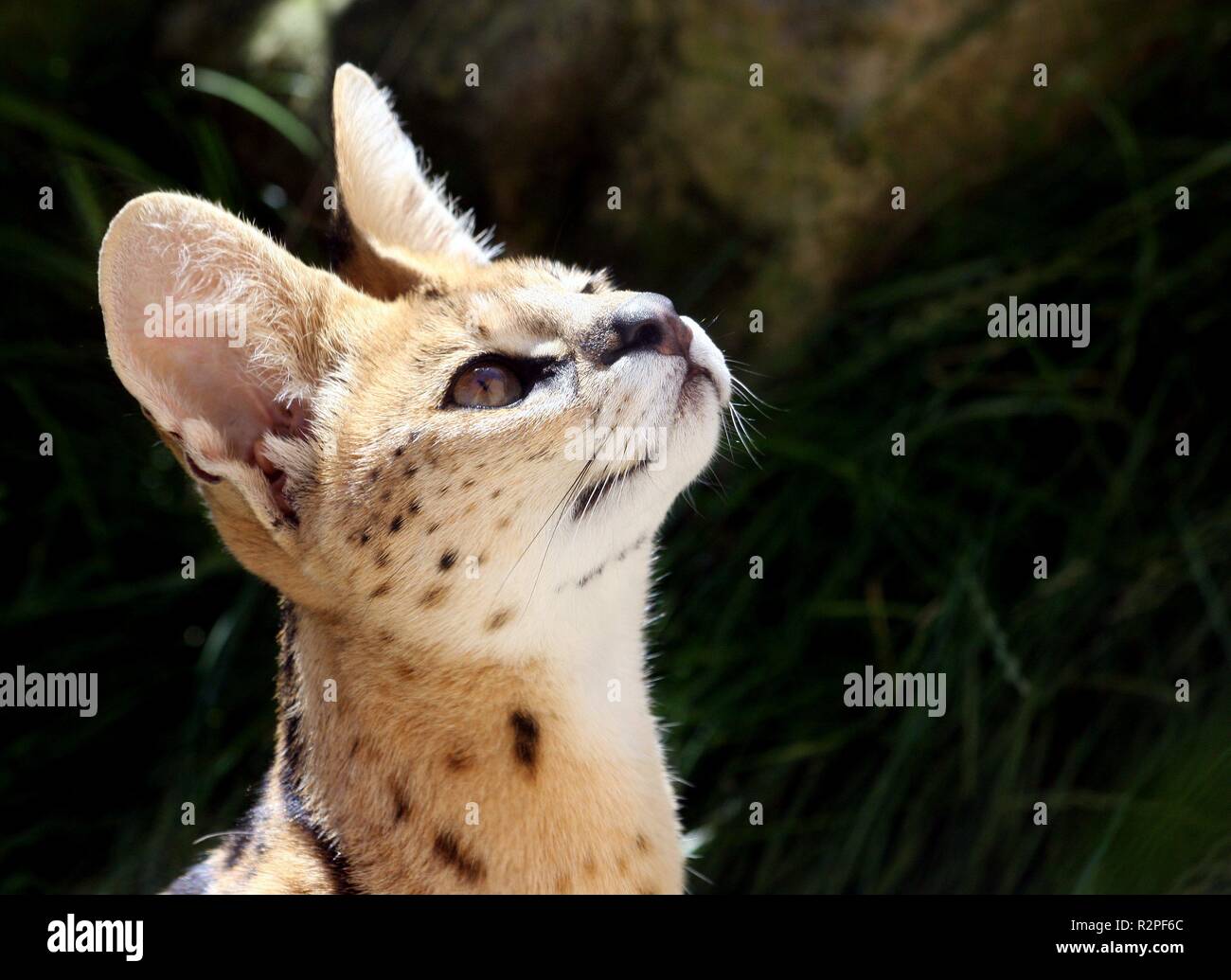 Domestic serval hi-res stock photography and images - Alamy