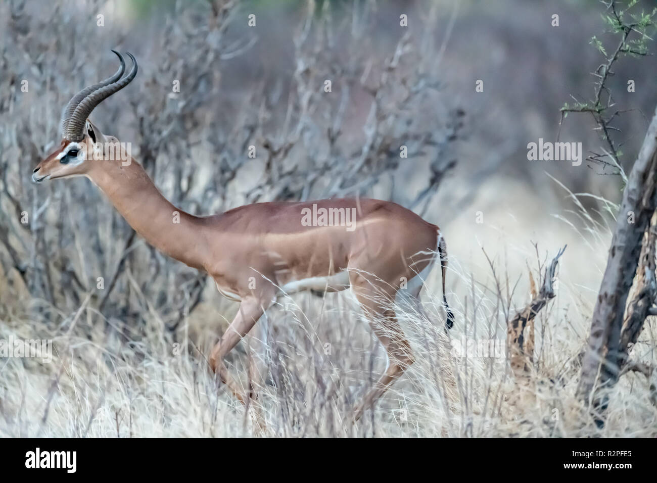 Gerenuk Antelope High Resolution Stock Photography and Images - Alamy
