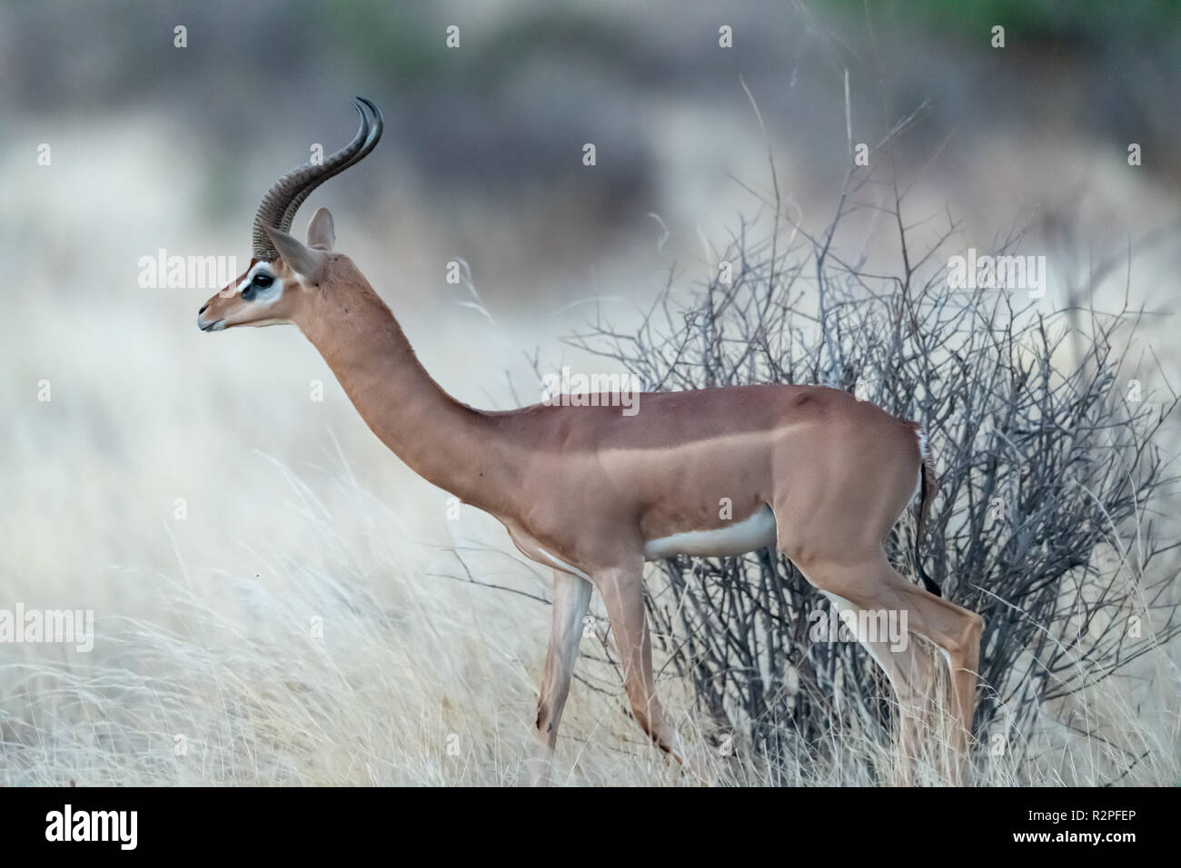 Gerenuk Antelope High Resolution Stock Photography and Images - Alamy