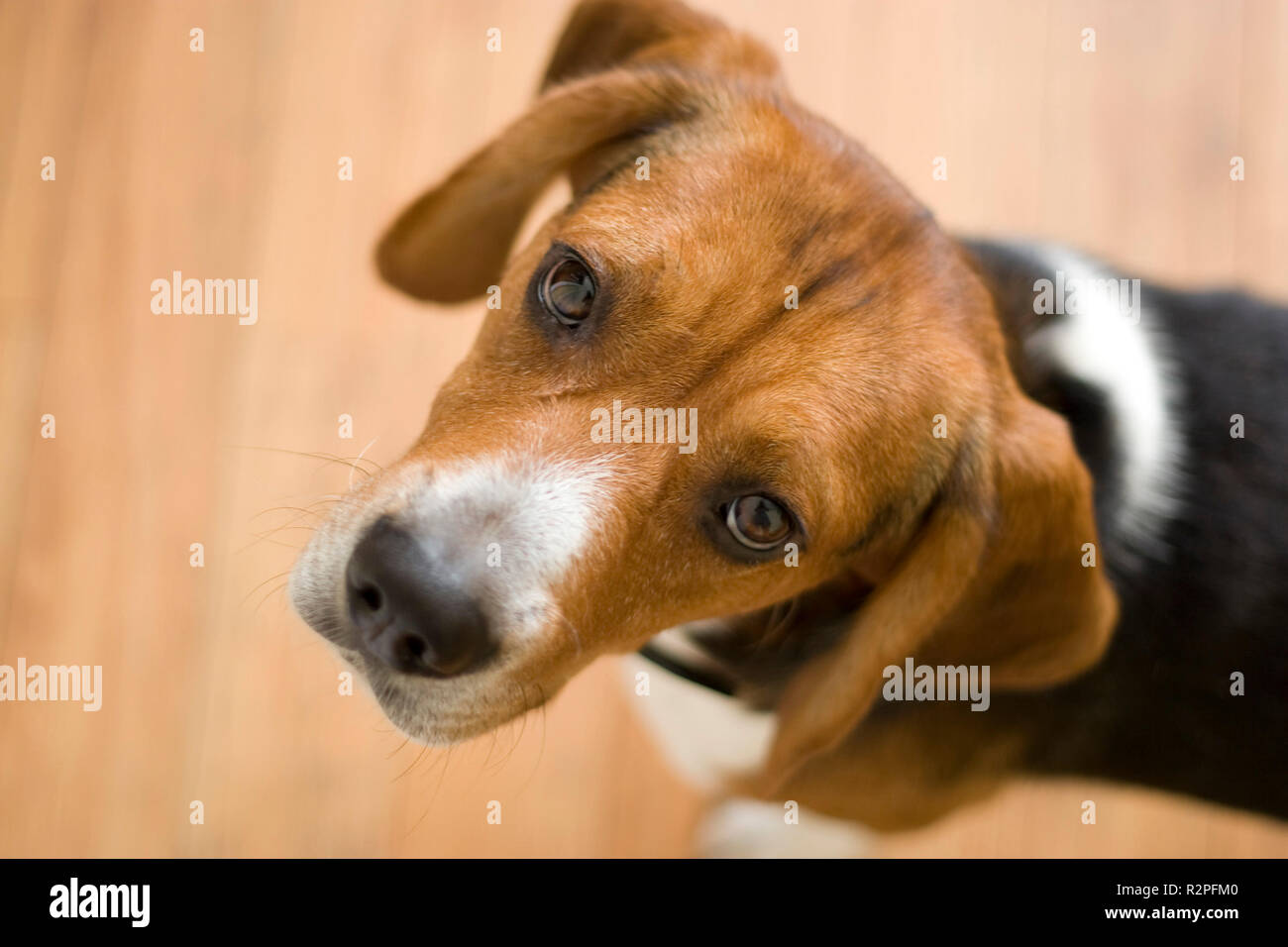 Droopy look hi-res stock photography and images - Alamy