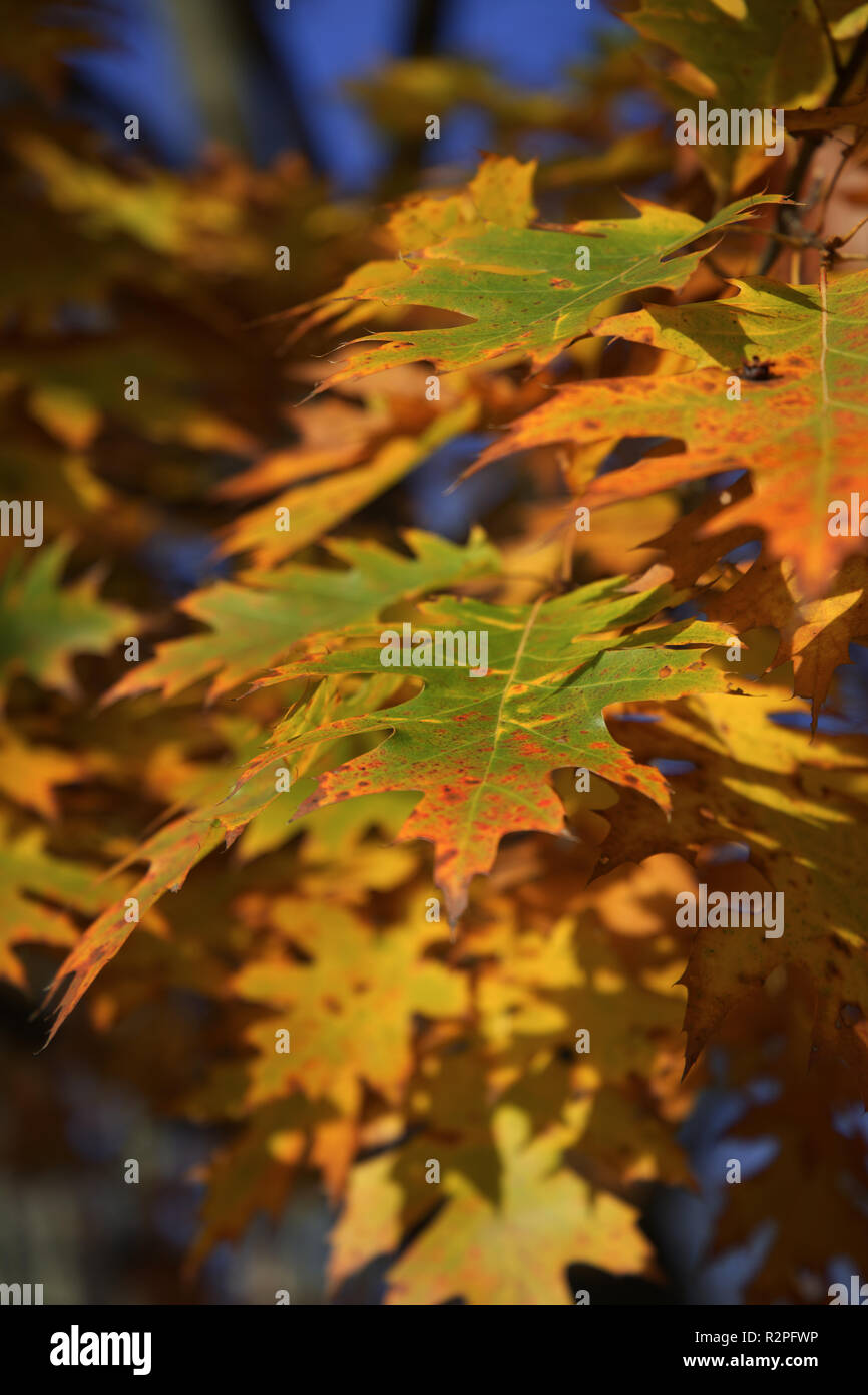 Leaves fall foliage branches hi-res stock photography and images - Alamy