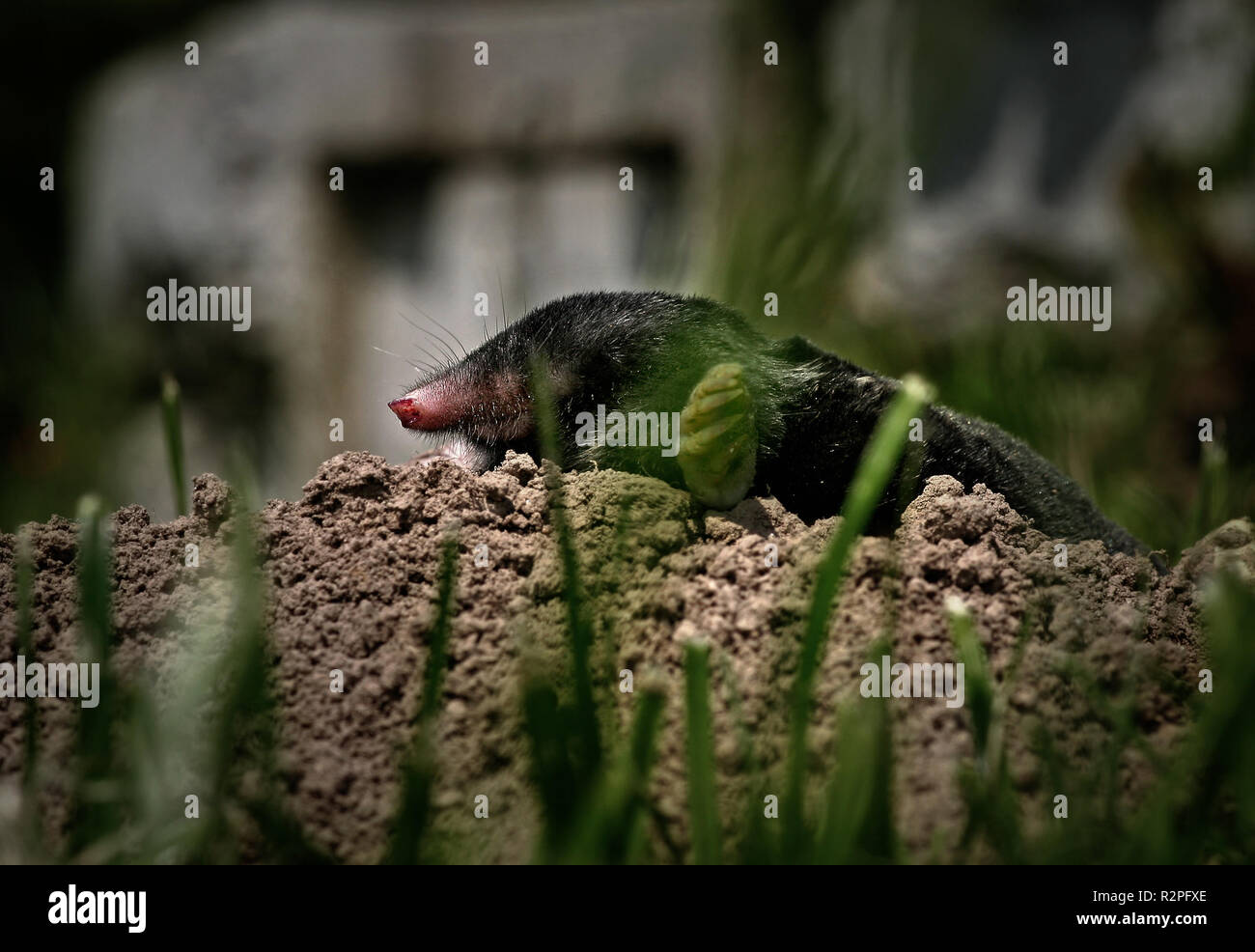 the little mole Stock Photo - Alamy