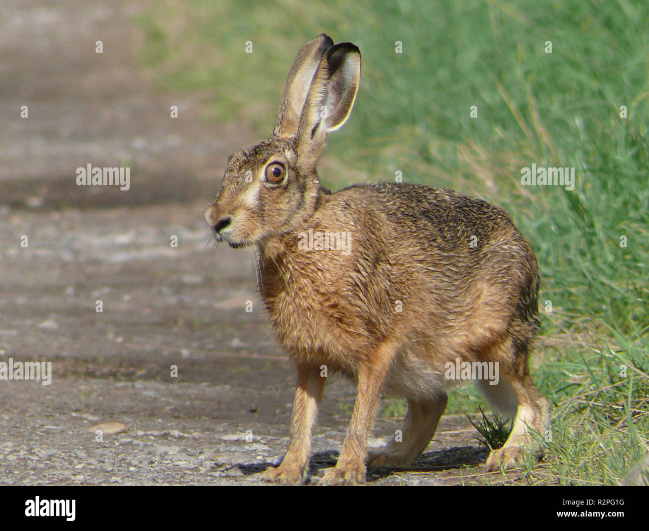 Seer green hi-res stock photography and images - Alamy