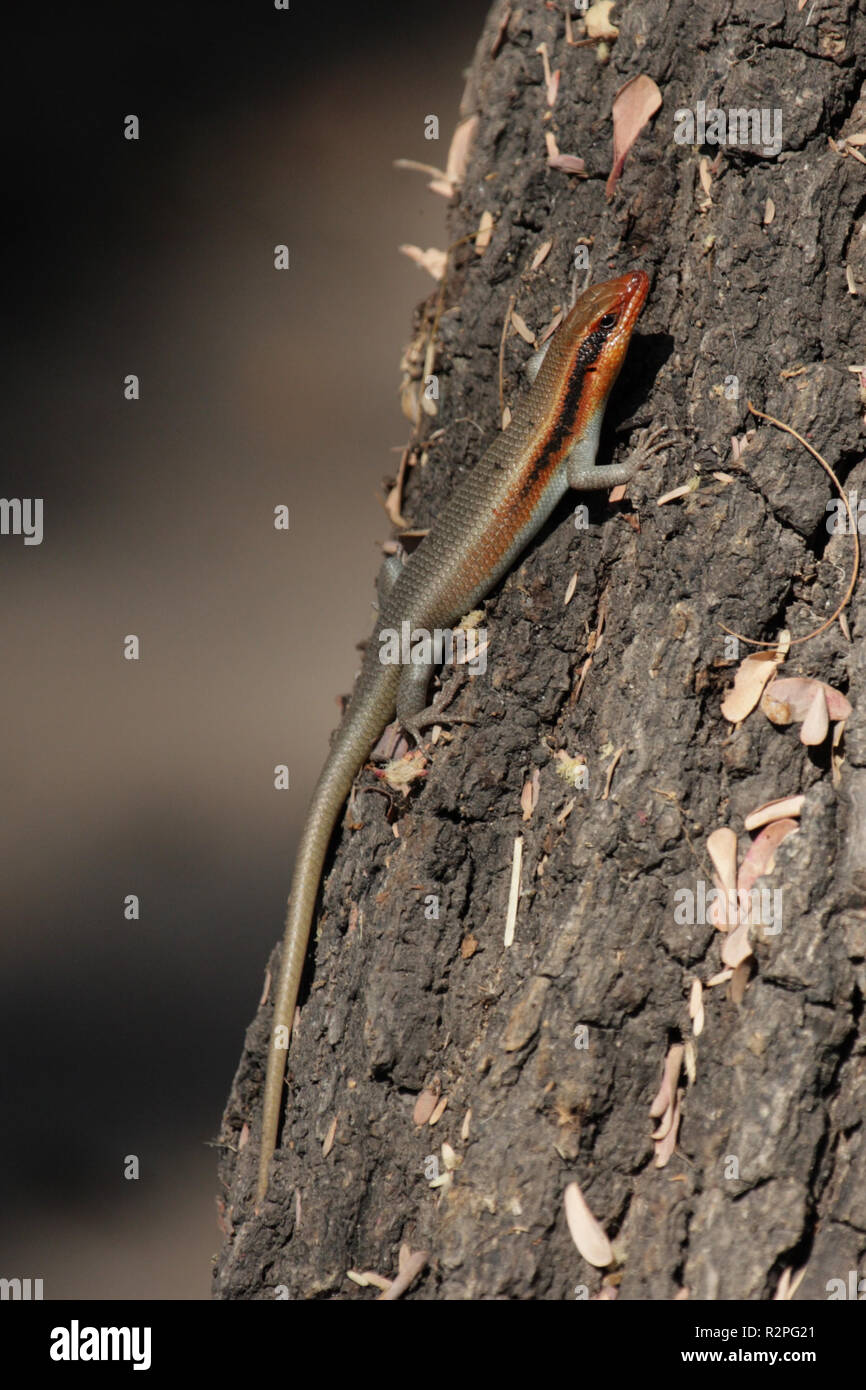 Brown bark skink hi-res stock photography and images - Alamy
