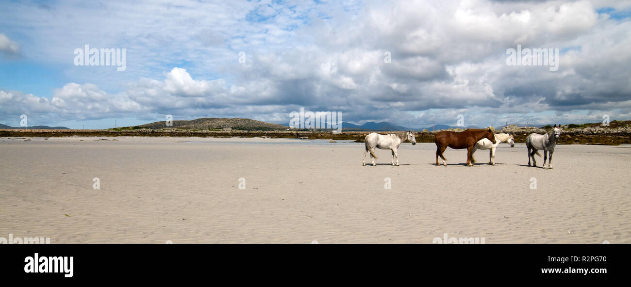 on the beach of carna in connemara Stock Photo - Alamy
