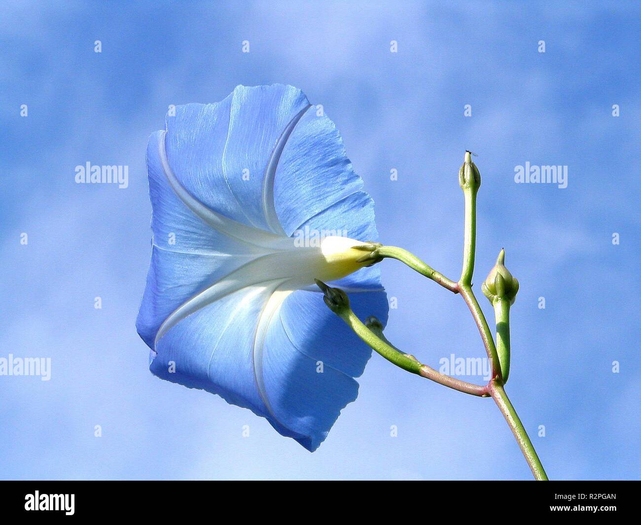 most beautiful autumn sky Stock Photo - Alamy