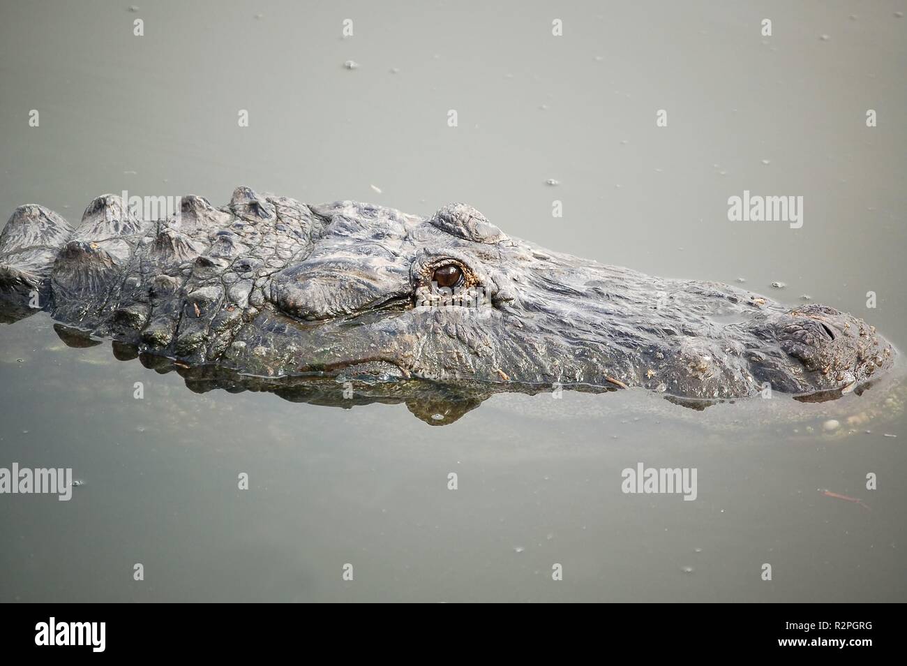 Crocodile observation hi-res stock photography and images - Alamy