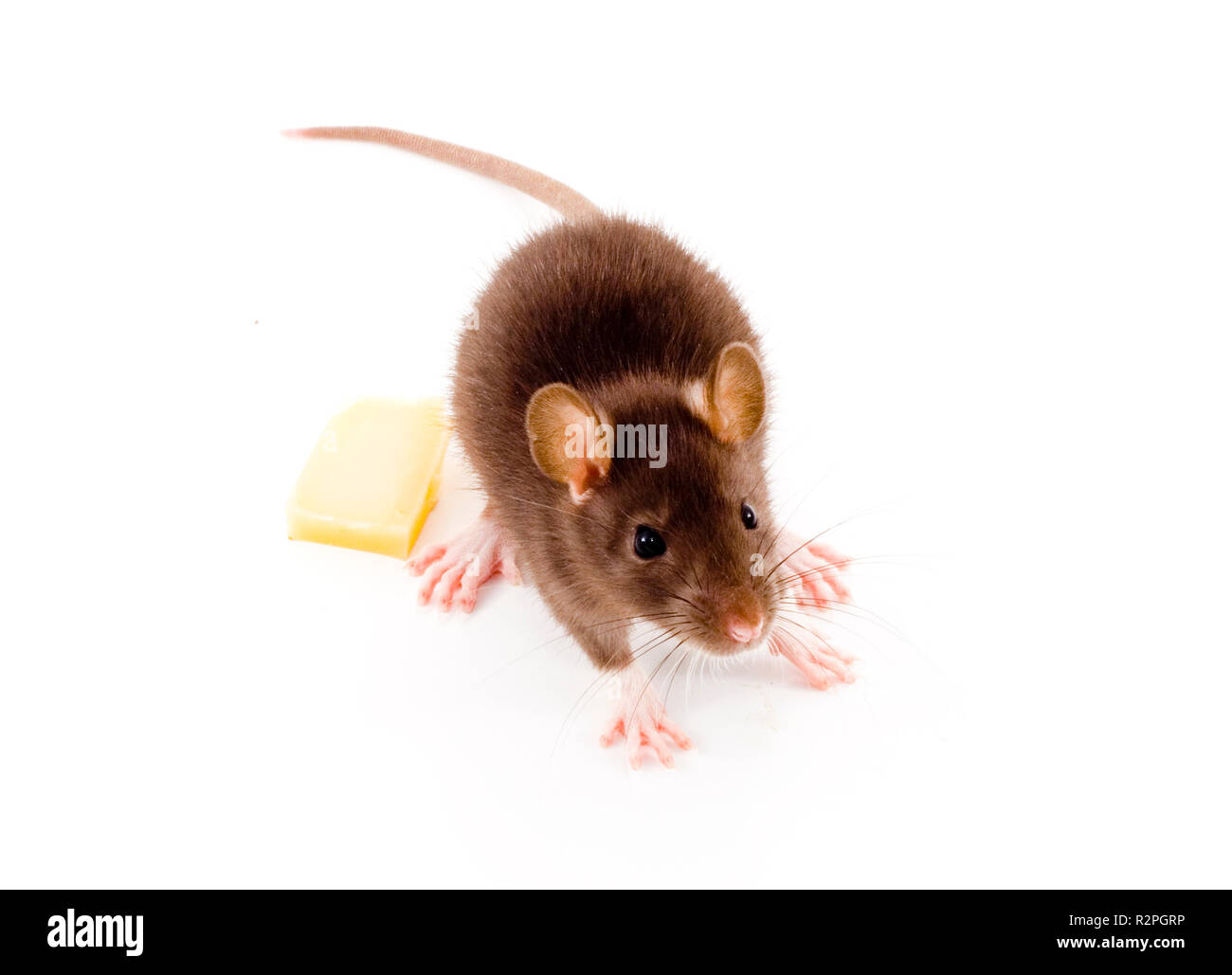 Rat eye view hi-res stock photography and images - Alamy