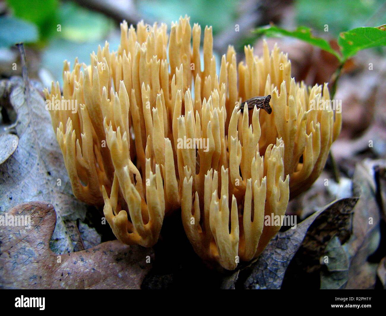 Slightly poisonous hi-res stock photography and images - Alamy