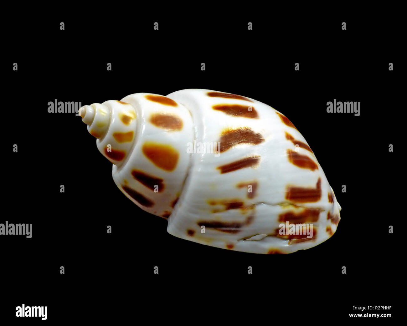 Tower shell snail shell hi-res stock photography and images - Alamy