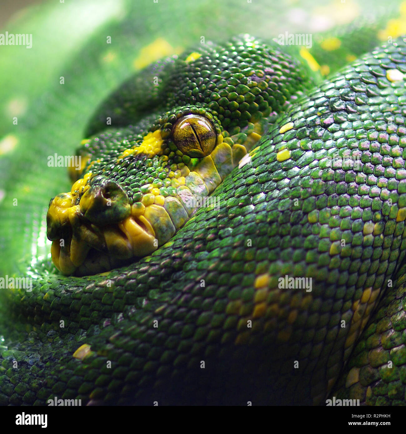 Green scaled hi-res stock photography and images - Alamy