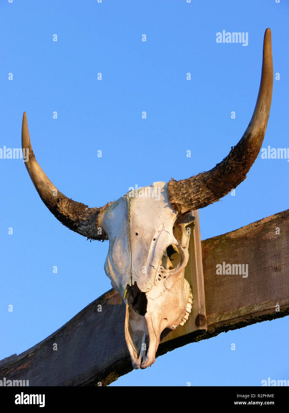 Bleached cattle skull hi-res stock photography and images - Alamy