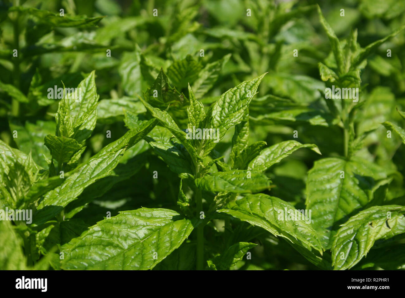 Kra design hi-res stock photography and images - Alamy