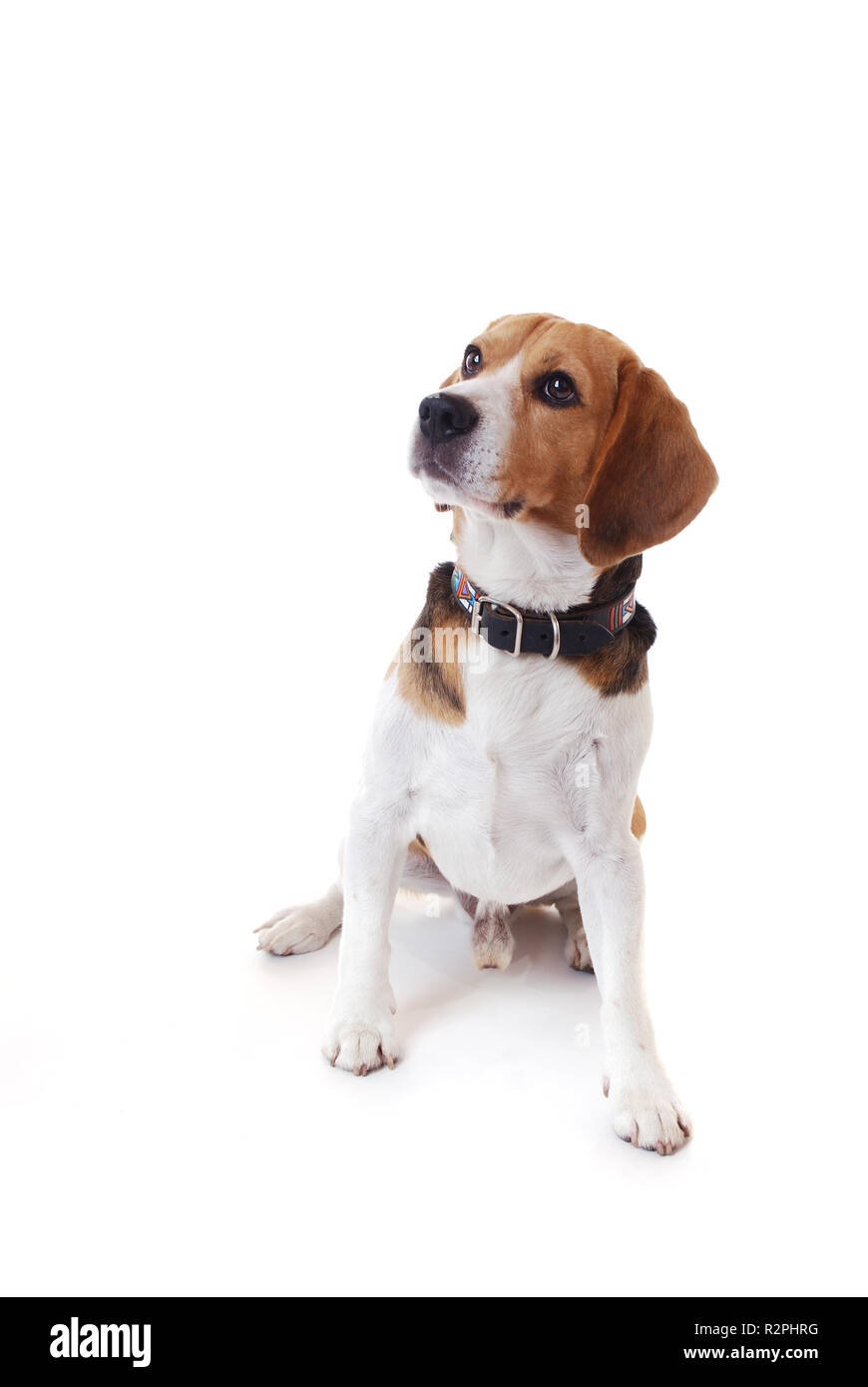 Male beagle Cut Out Stock Images & Pictures - Alamy