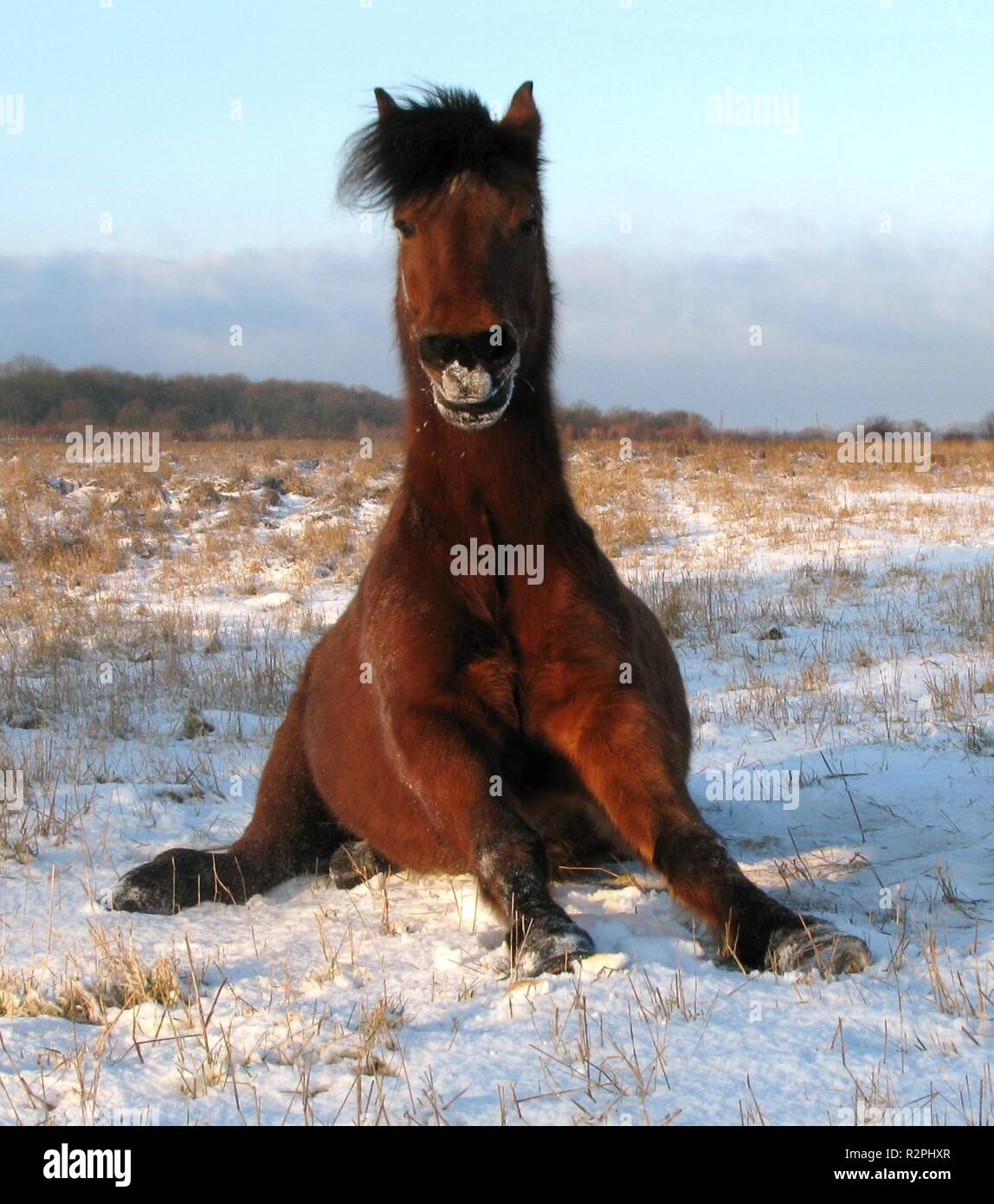 Funny horse sitting hi-res stock photography and images - Alamy