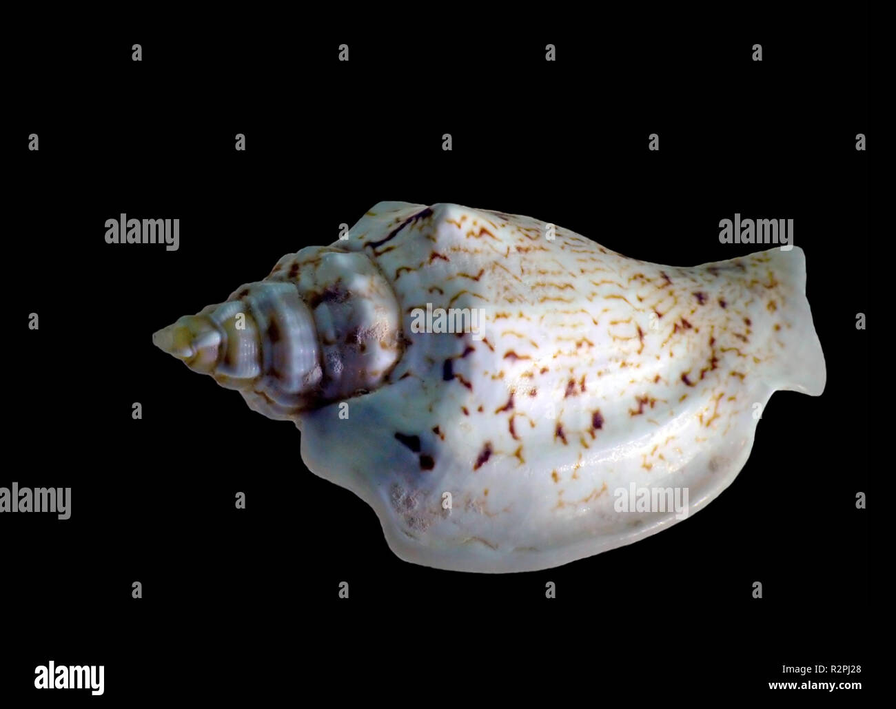 Conch cabinet hi-res stock photography and images - Alamy