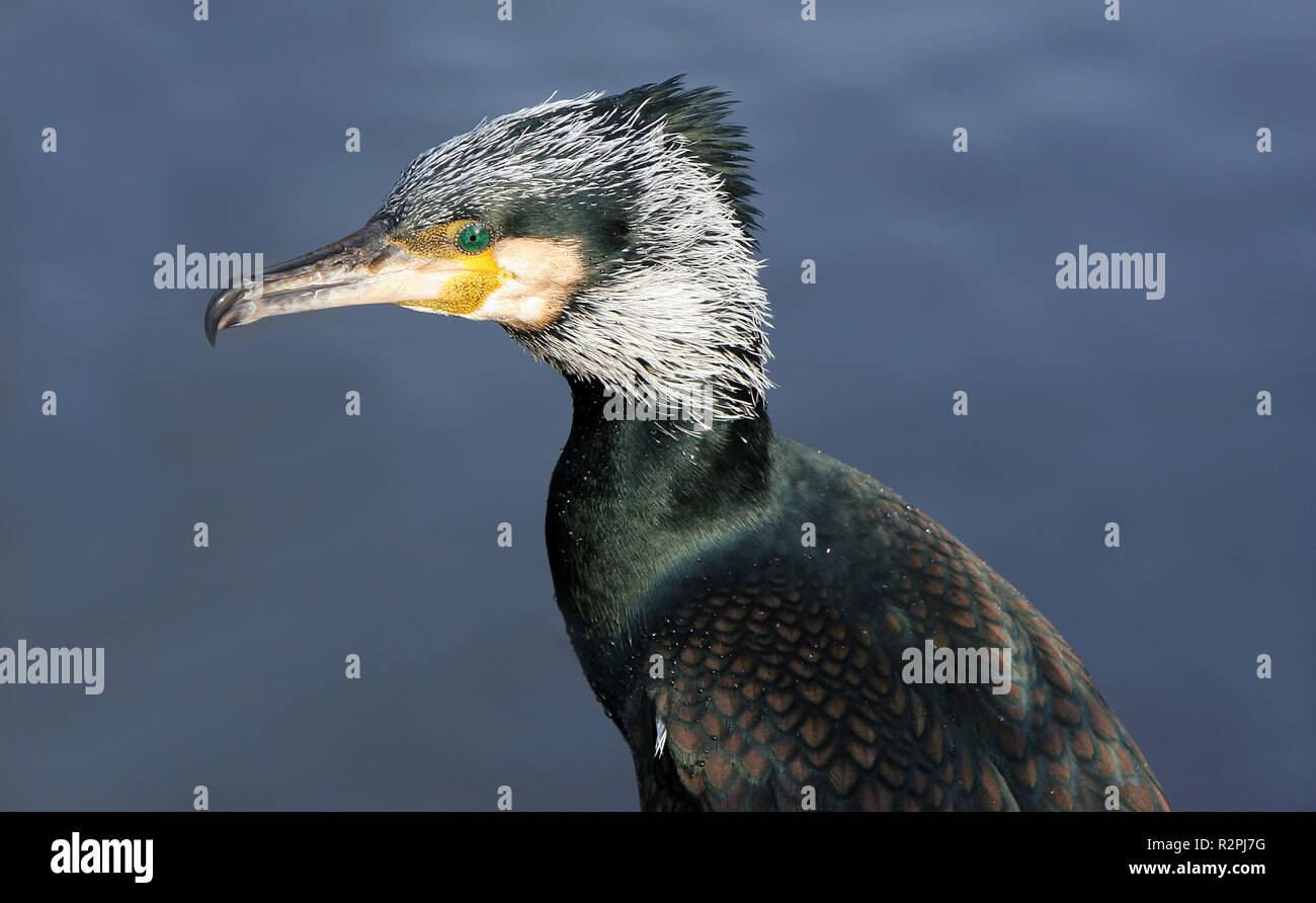 Cormorant fresh water hi-res stock photography and images - Alamy