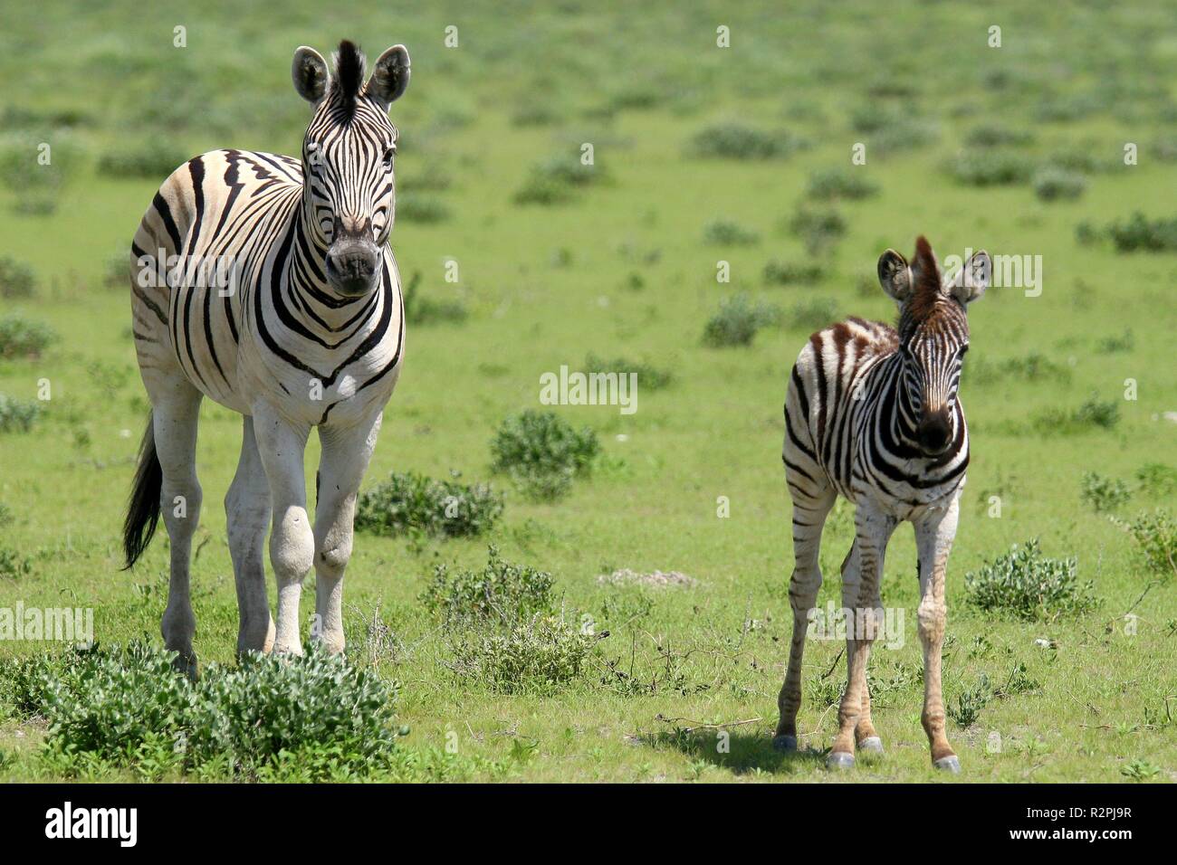 zebra and foal Stock Photo - Alamy