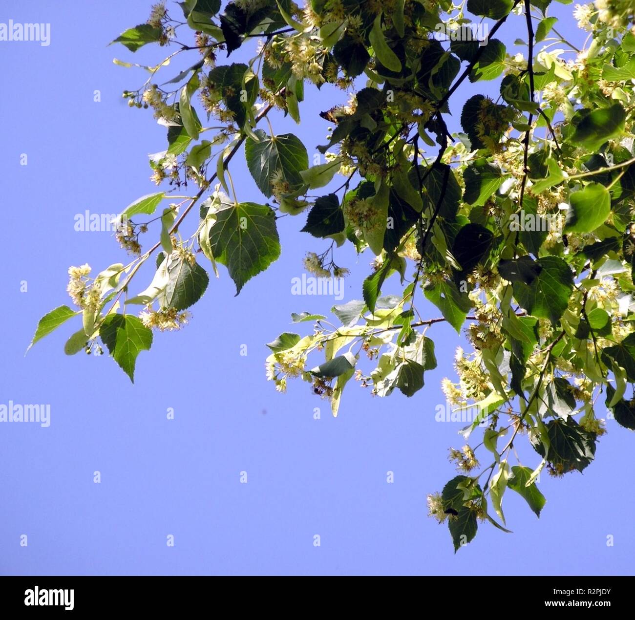 Lindenast hi-res stock photography and images - Alamy