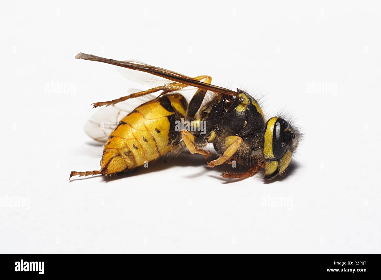 Dead inanimate hi-res stock photography and images - Alamy