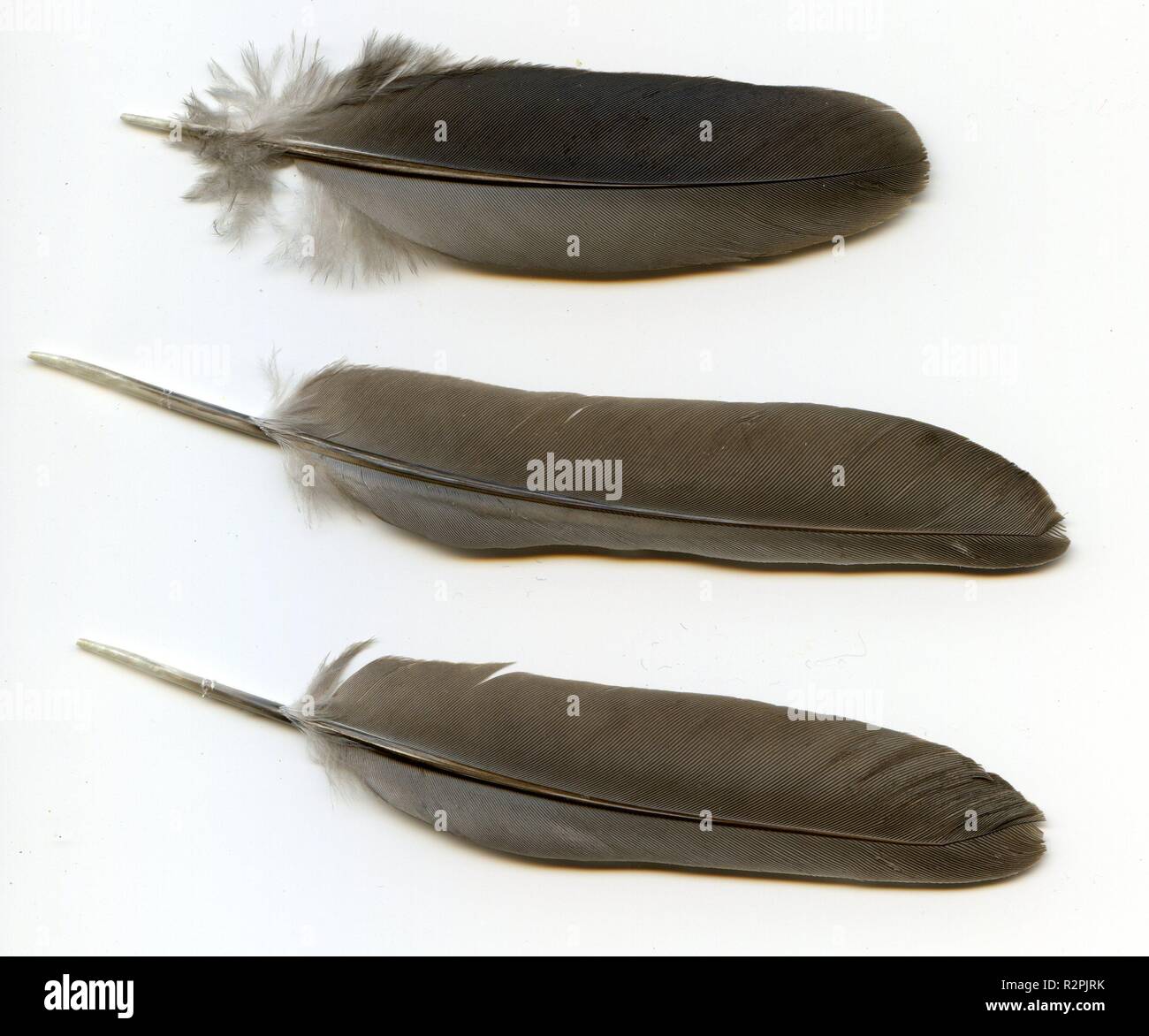 Three feathers hi-res stock photography and images - Alamy