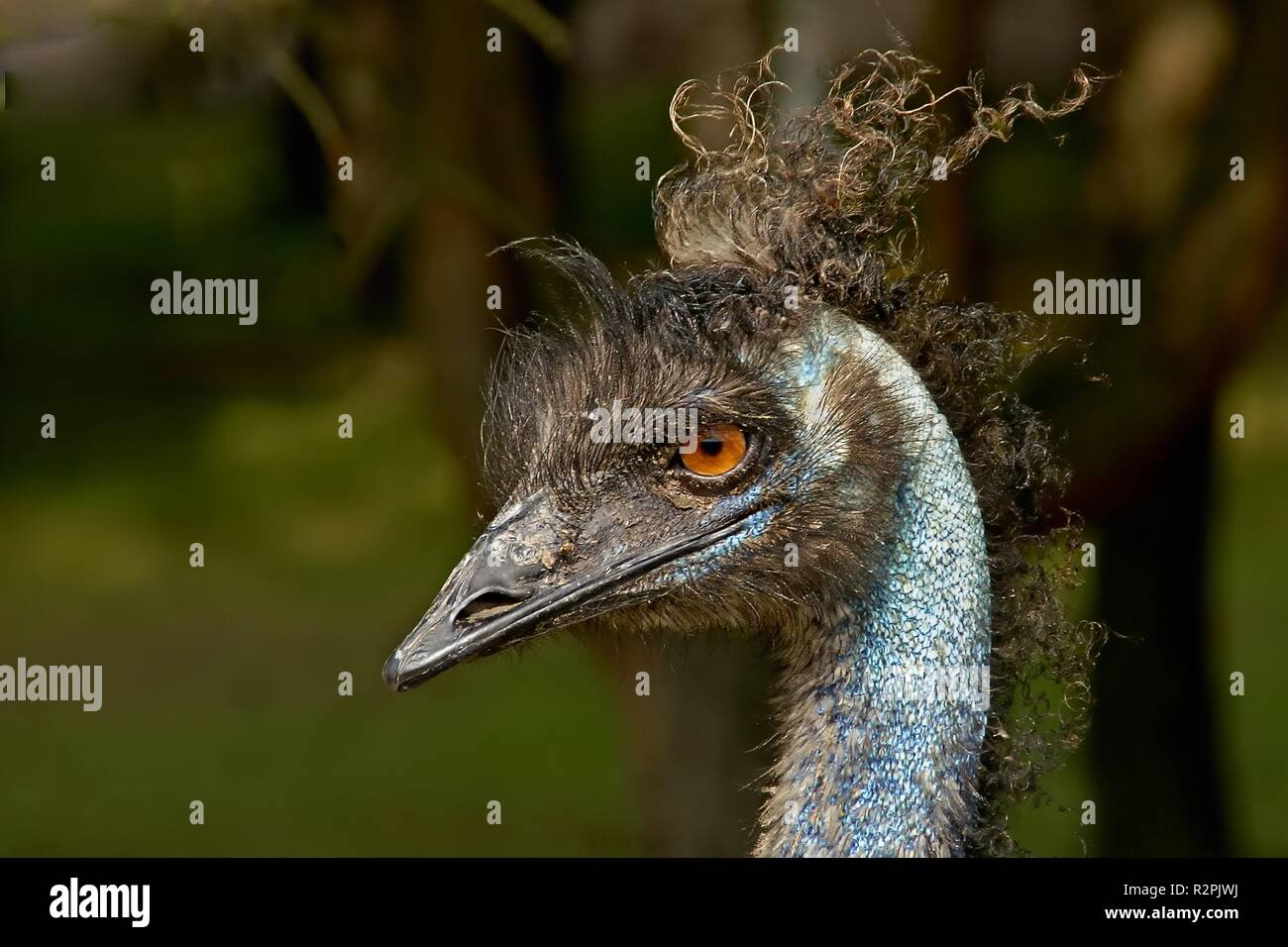 Curly feathers hi-res stock photography and images - Alamy
