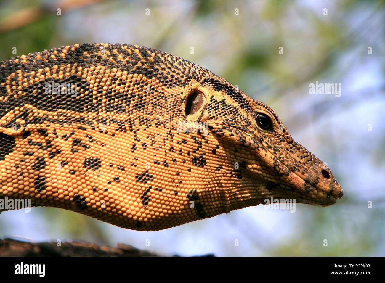 Komodowaran hi-res stock photography and images - Alamy